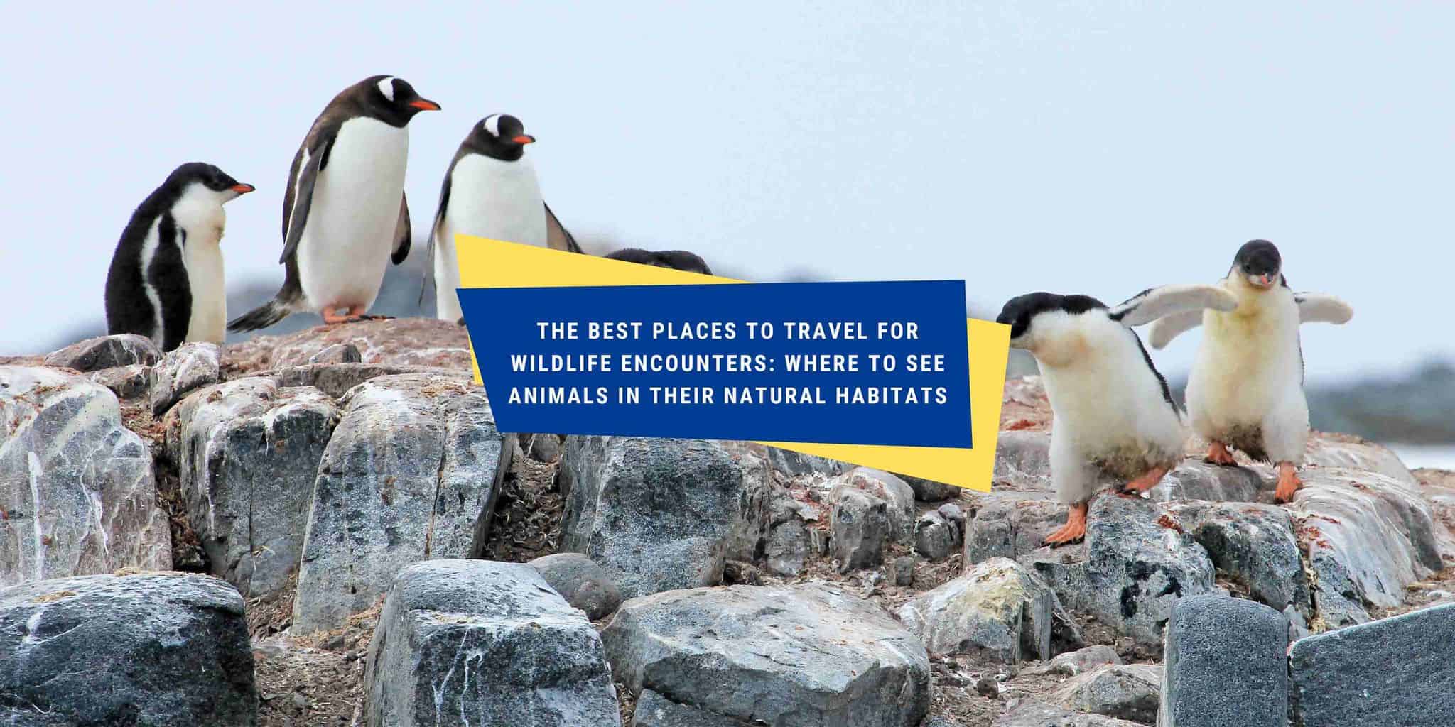 The Best Places to Travel for Wildlife Encounters